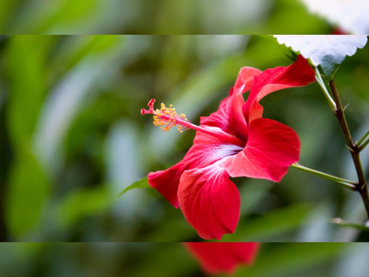 Health benefits of Hibiscus flower know Advantages | Health Benefits of ...