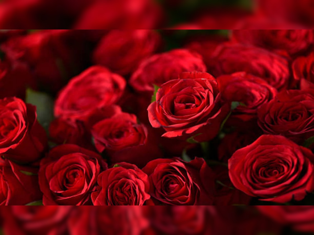 Uses Of Rose Flower Information In Hindi | Best Flower Site