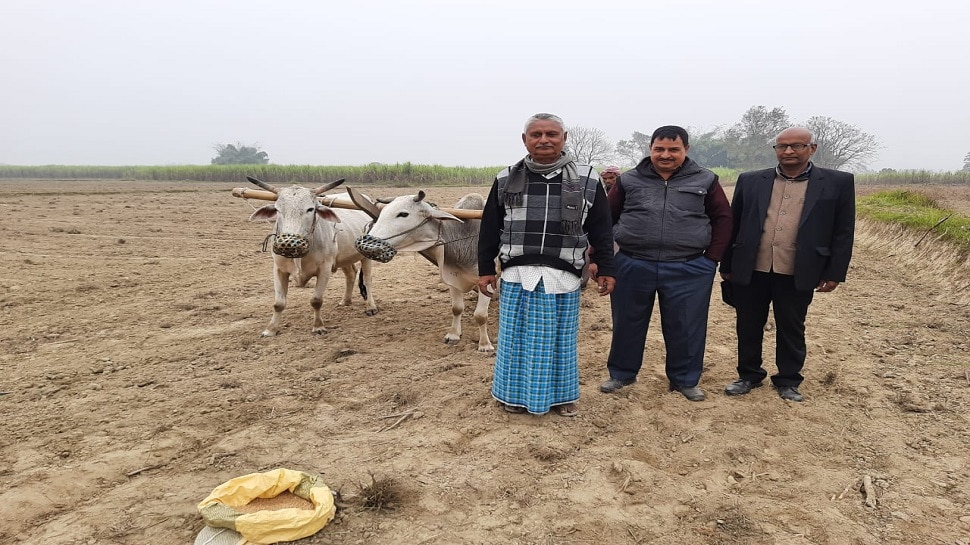 Farmers doing sona moti wheat farming in Bagha | बगहा में किसान कर रहा ...