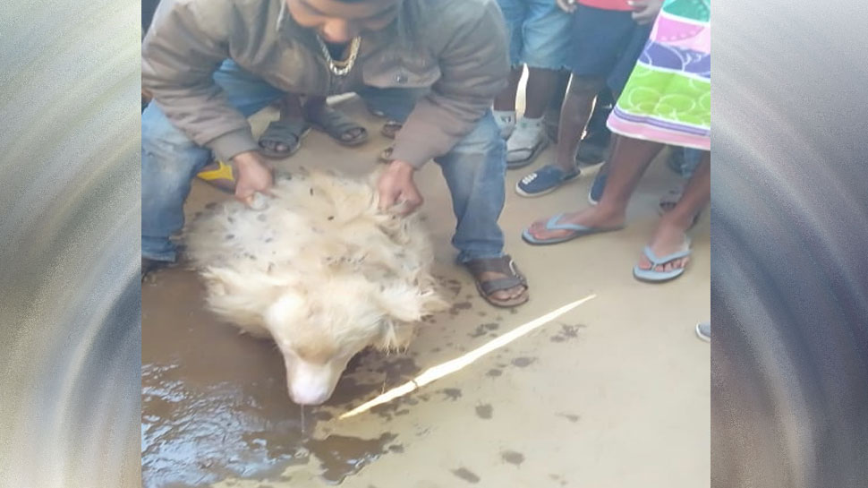 Chhattisgarh Marwahi White bear dies falling in a well know about white ...