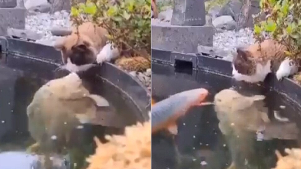 viral video of a cat kissing pond fish will make you emotional | Viral ...