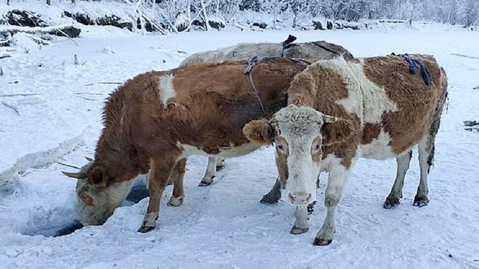 cows are made to wear woolen bras in the world s coldest village in ...