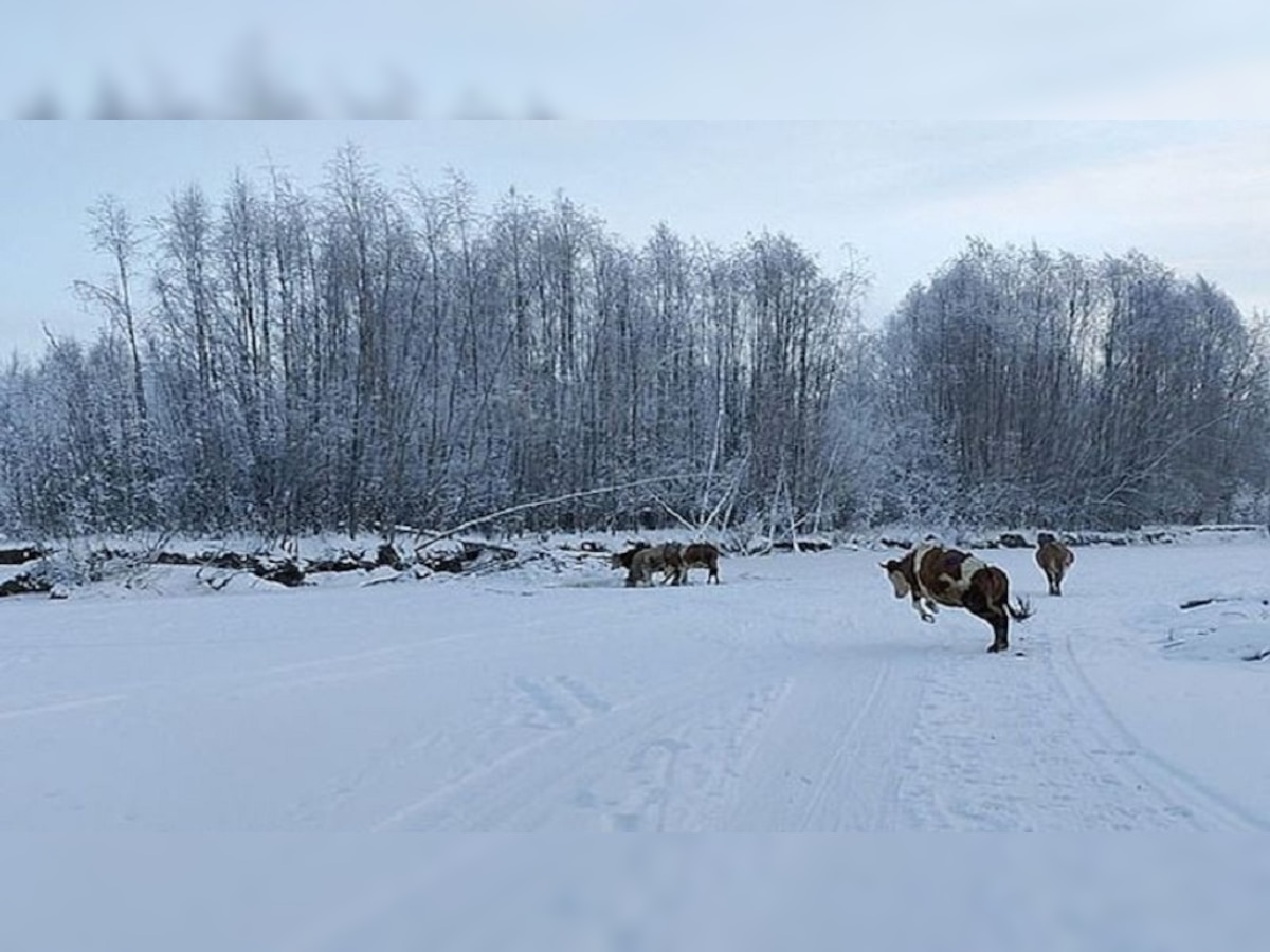 cows are made to wear woolen bras in the world s coldest village in ...