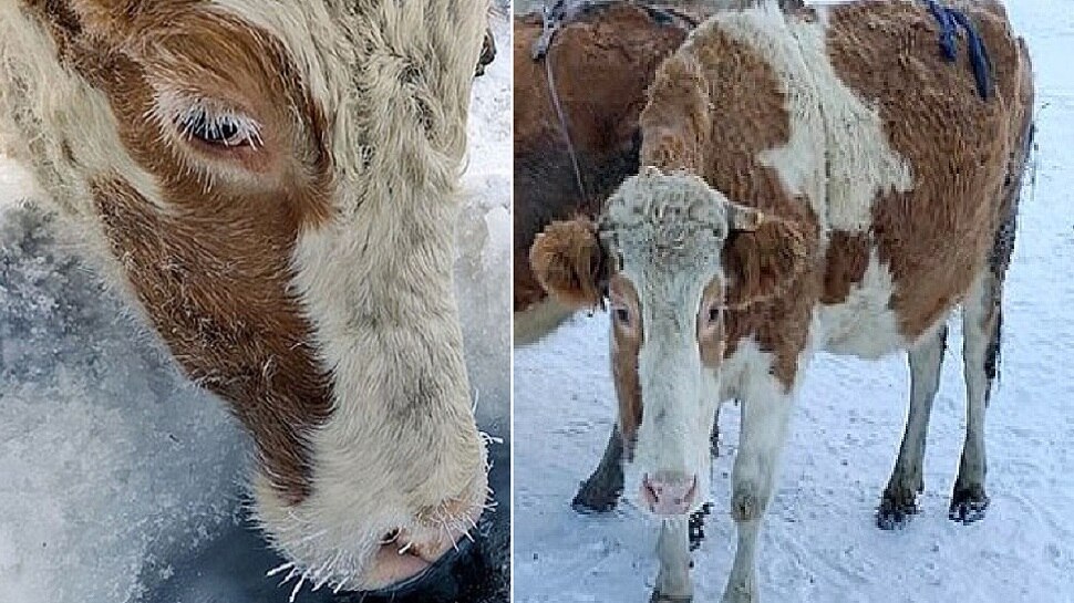 cows are made to wear woolen bras in the world s coldest village in ...