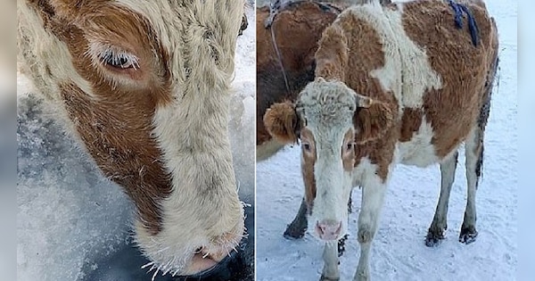 cows are made to wear woolen bras in the world s coldest village in ...