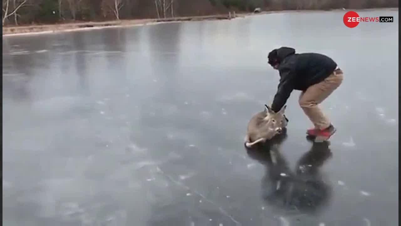 viral video Man saved a deer got stucked in a frozen lack | शख्स की ...