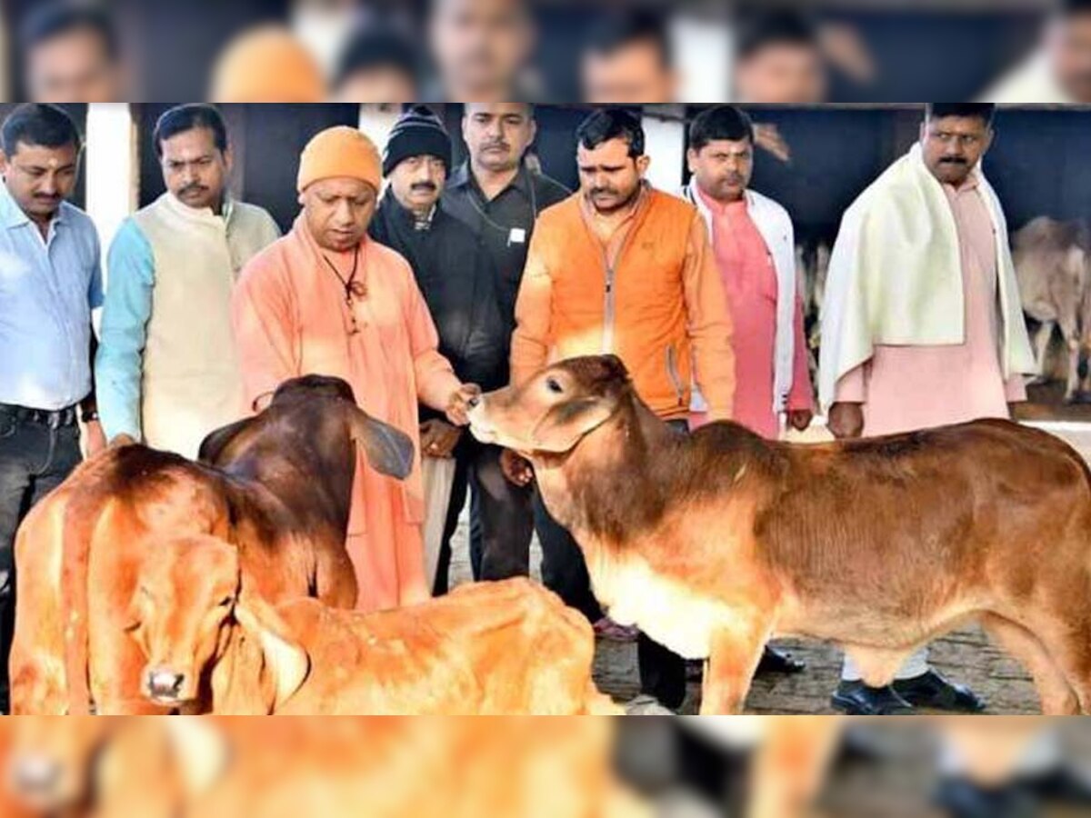 CM Yogi liked gwalior Gaushala now yogi minister will understand ...