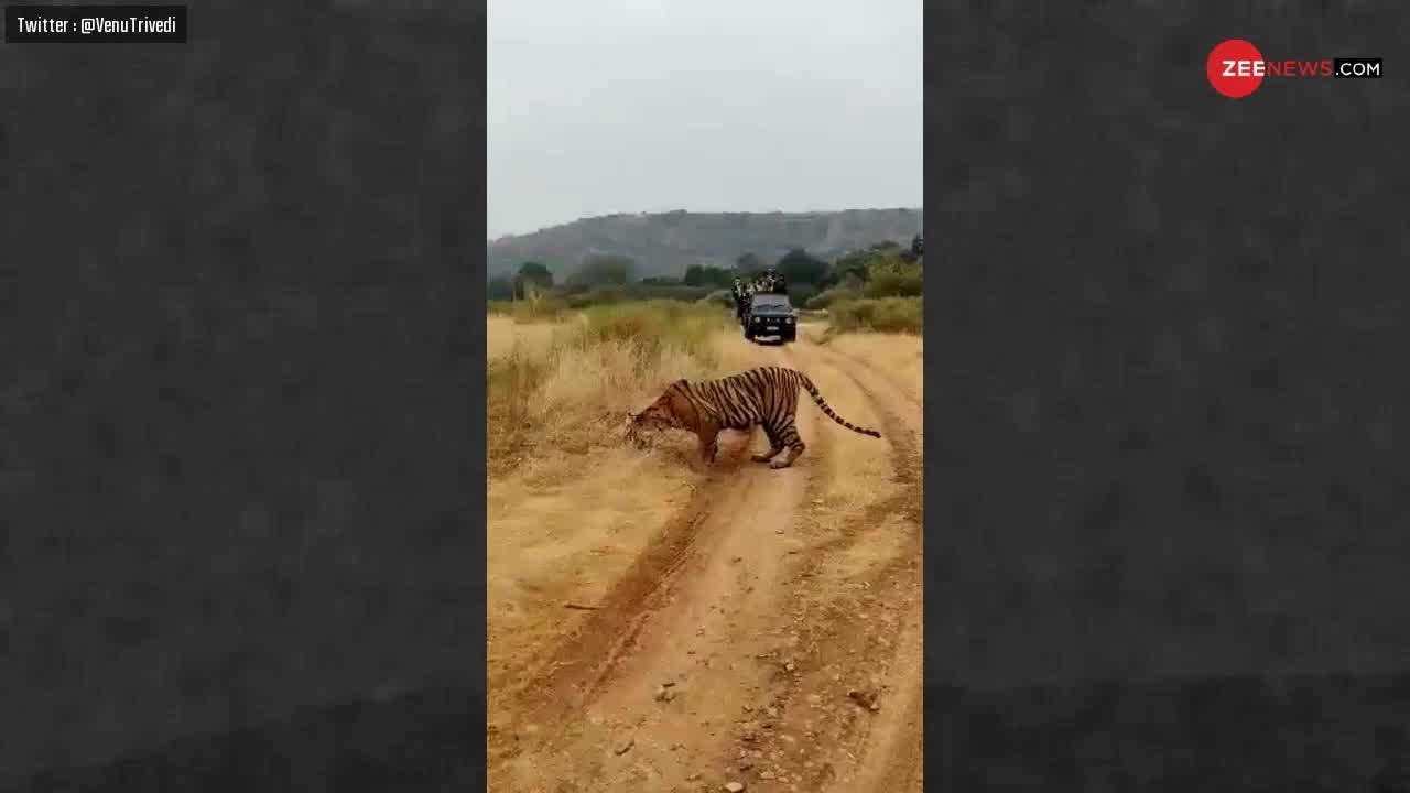 Tiger attacked snake and then video goes viral on social media | चीते ...