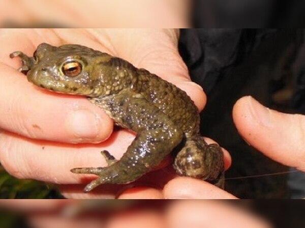 odd news of bonn in germany where people make frogs cross the road for ...