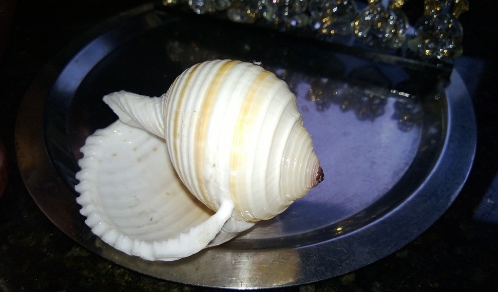 shankh significance how to keep shankh at home shankh sound benefits ...