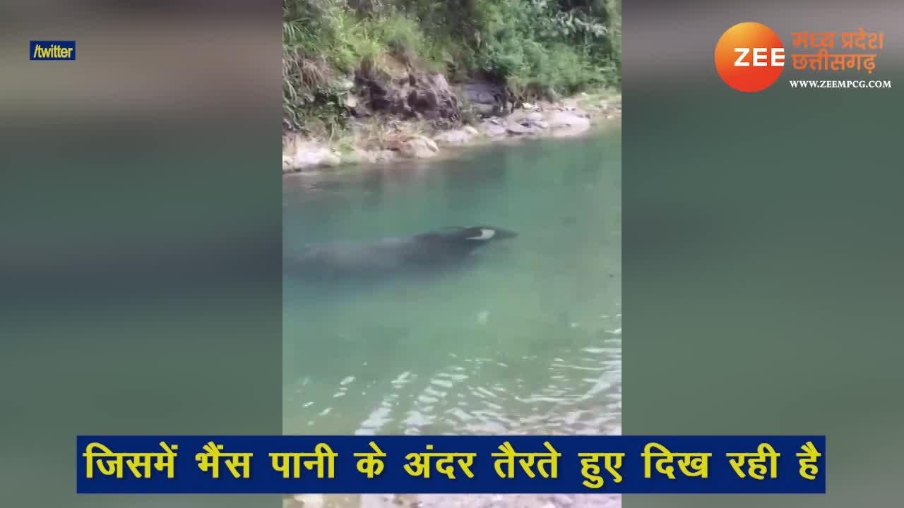 You must see buffalo under water swimming viral video mpsn | VIDEO ...