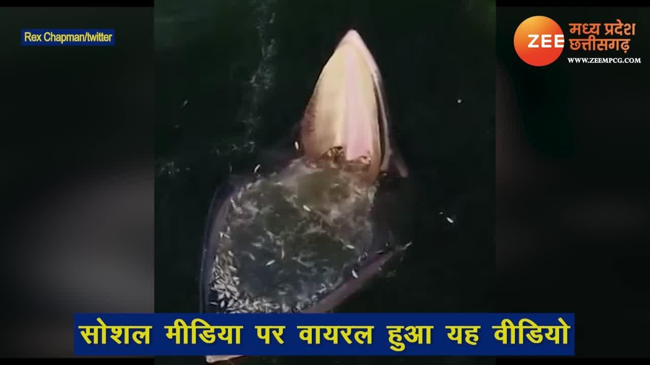 Whale tricks without hard work thousands of fish Ate it all mpsn ...