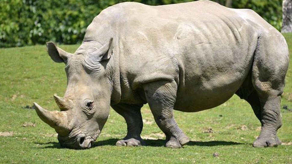 Last two White Rhino remaining on earth | वन्यजीव प्रेमियों के लिए ...