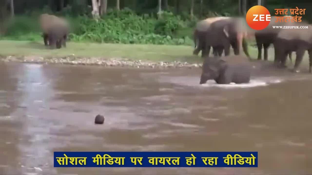 Video of Baby Elephant Saving Human life in Water upns | Video: इंसान ...