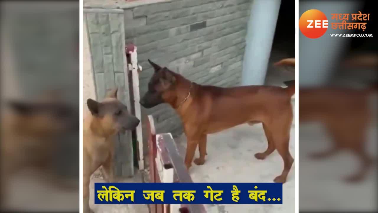 Two Dog spotted barking each other but not fighting together mpas | दो ...