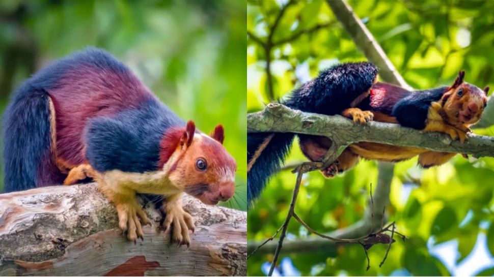 giant multicolor squirrels found in forests of southern india | Giant ...