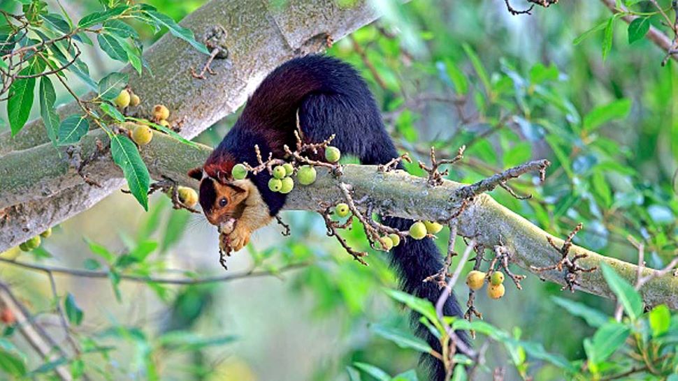 giant multicolor squirrels found in forests of southern india | Giant ...
