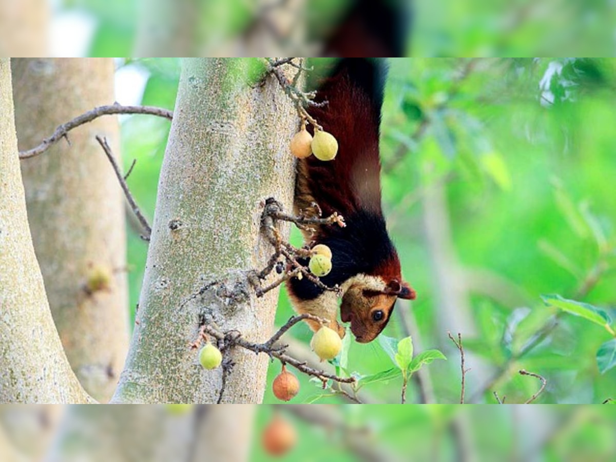 giant multicolor squirrels found in forests of southern india | Giant ...