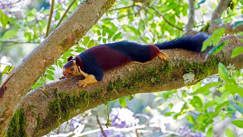 giant multicolor squirrels found in forests of southern india | Giant ...
