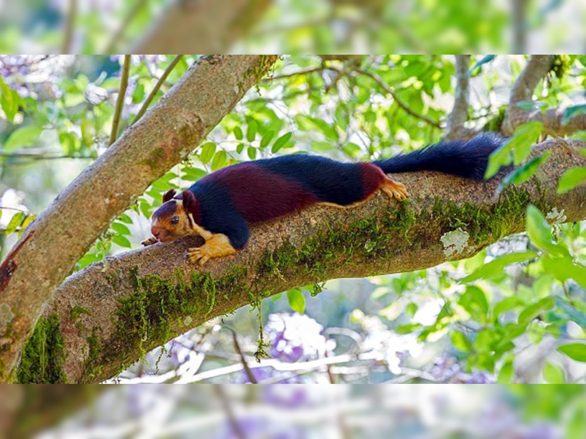 giant multicolor squirrels found in forests of southern india | Giant ...