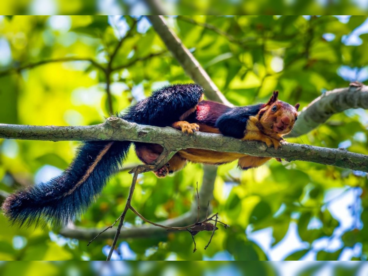 giant multicolor squirrels found in forests of southern india | Giant ...
