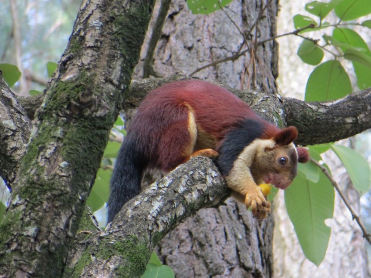 giant multicolor squirrels found in forests of southern india | Giant ...
