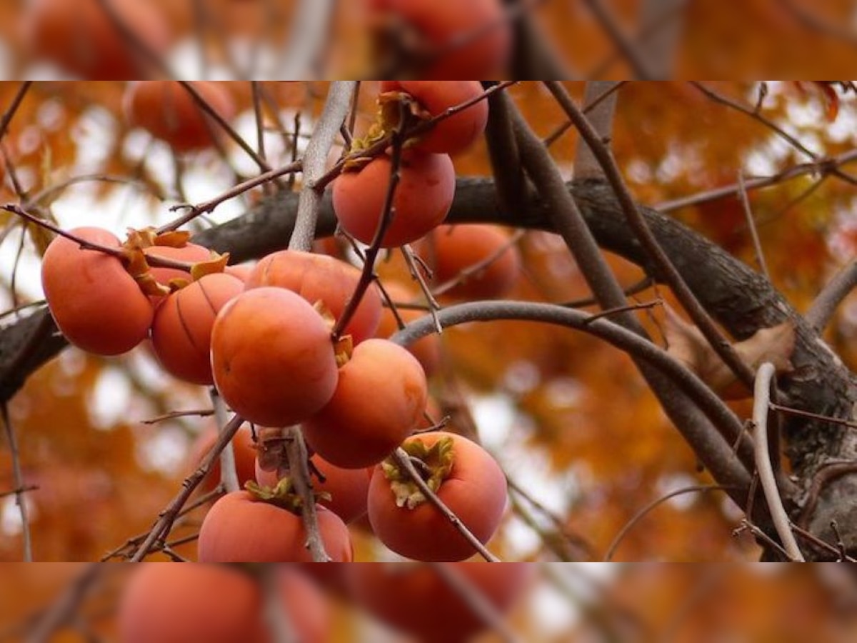 strangest chinese fruits in india amid dragon fruit kamalam controversy ...