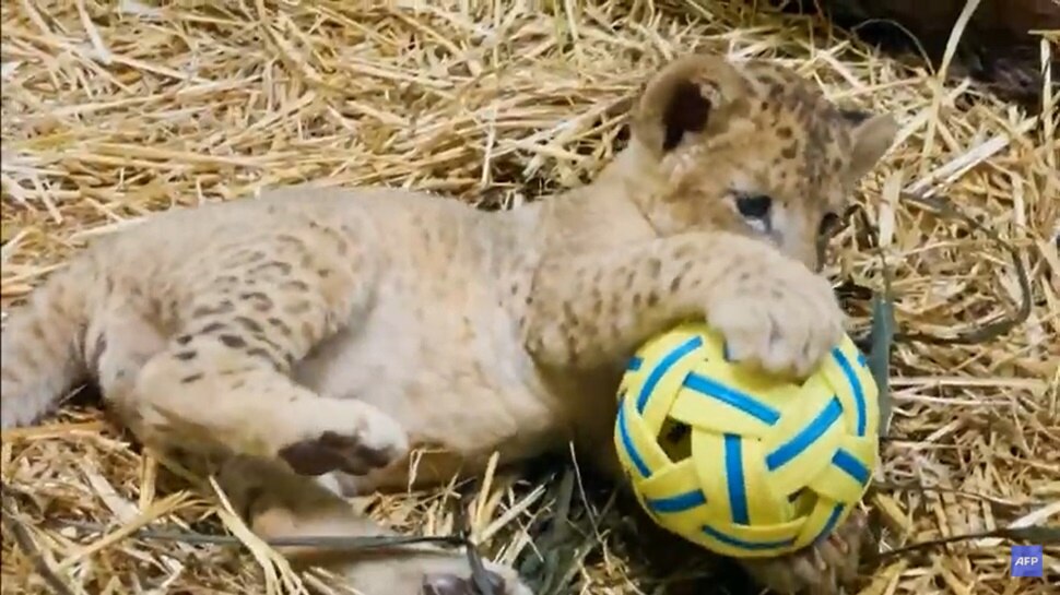 Lion cub Simba born in Singapore via artificial insemination, watch ...