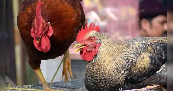 two Roosters put behind bars by police in Telangana as cockfight ...