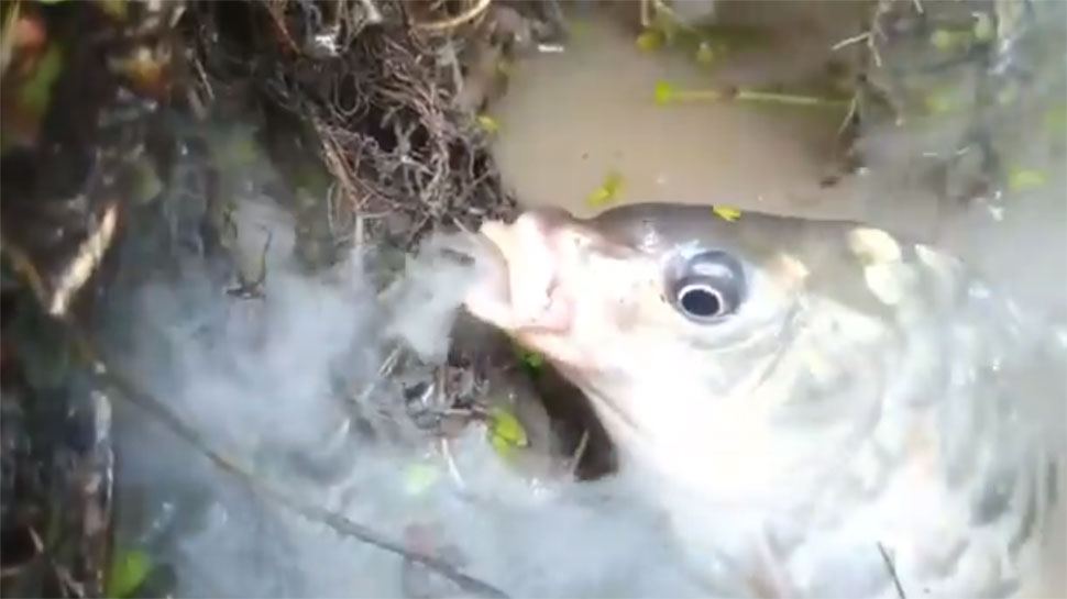 fish eating another big fish with smoking watch amazing video mpsn ...