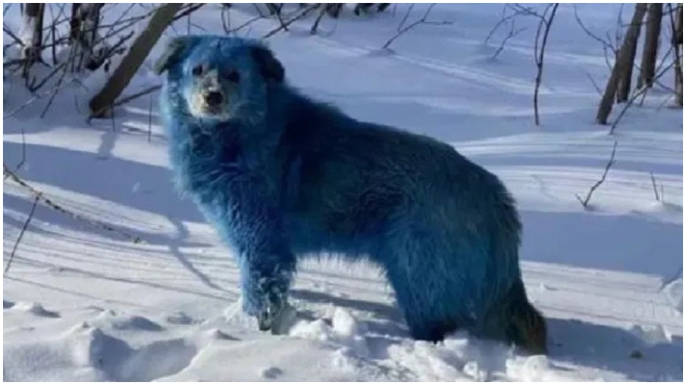 blue dog viral photo of herd of blue dogs in russia triggers dogs ...