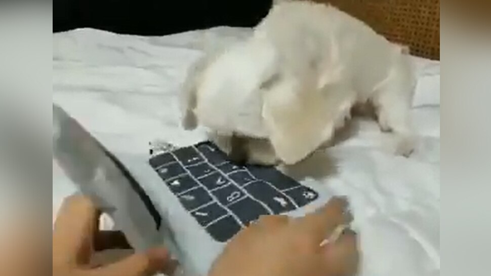 dog typing on laptop very fast dog typing viral video | क्या कभी कुत्ते ...