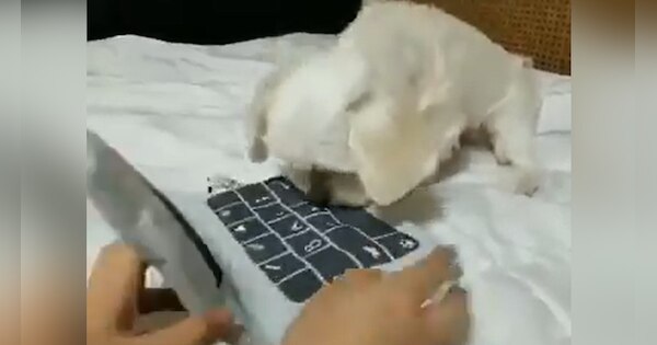 dog typing on laptop very fast dog typing viral video | क्या कभी कुत्ते ...