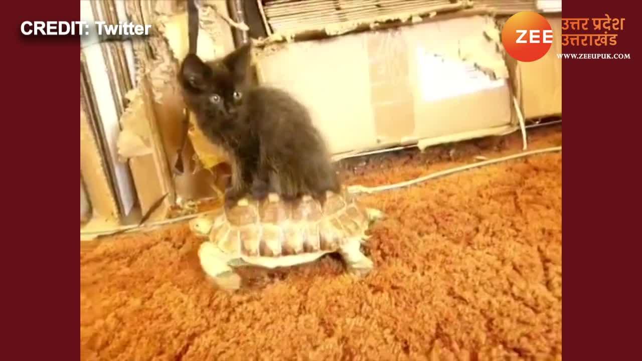 cat riding on turtle video gone viral watch amazing video uppm | Viral ...