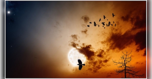 jatinga bird mystery in assam shocks everyone as mysterious jatinga ...