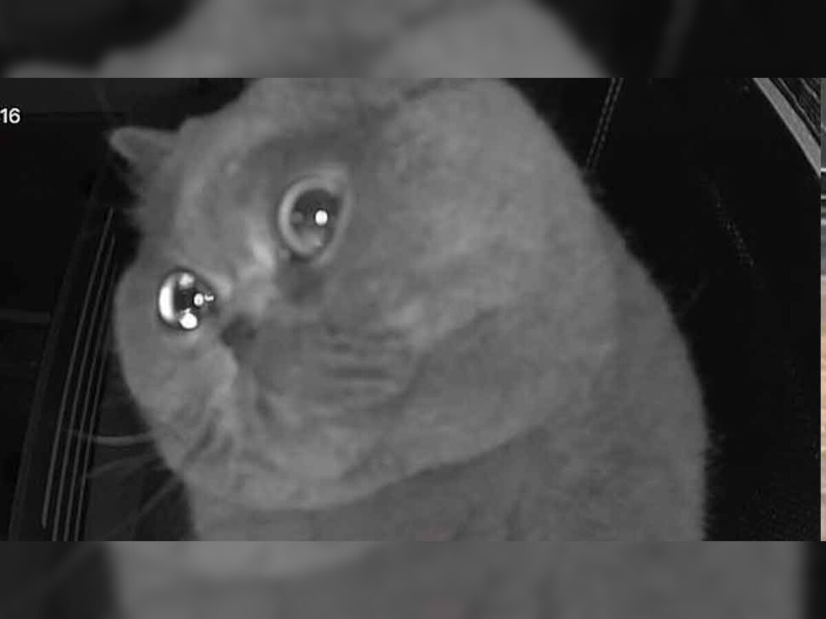 VIRAL VIDEO: 8 million likes of this cat crying video, the story will ...