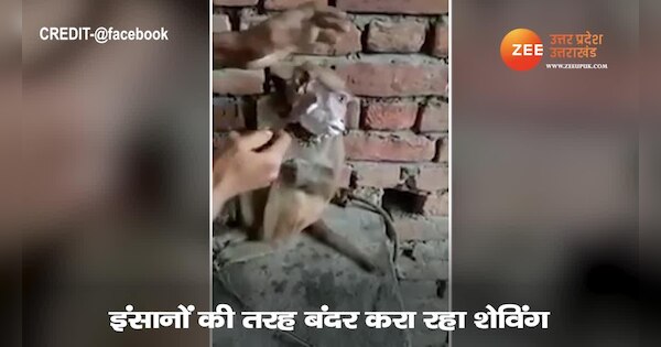 monkey shaving video goes viral on social media watch it smup | Viral ...