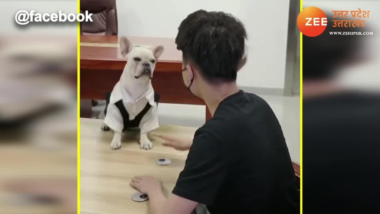 viral video of clever dog copy man style man slap himself dog clapping ...