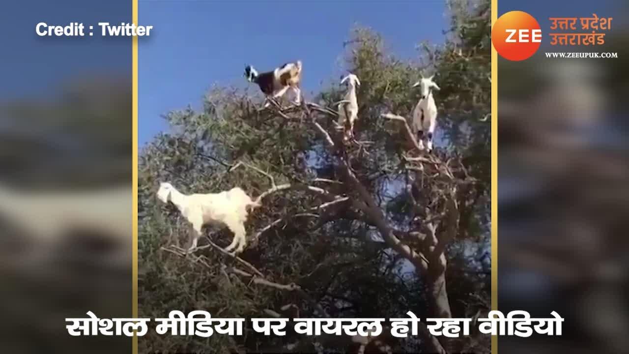 Herd of Hungry Goats Climb 30 Feet on the Tree Video Gone Viral Watch ...