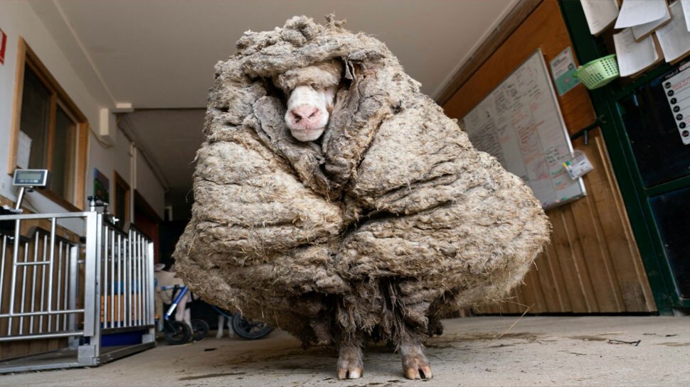 Baarack the sheep with over 35 KG of wool gets haircut in Australia ...