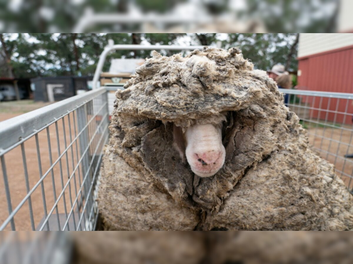 Baarack the sheep with over 35 KG of wool gets haircut in Australia ...