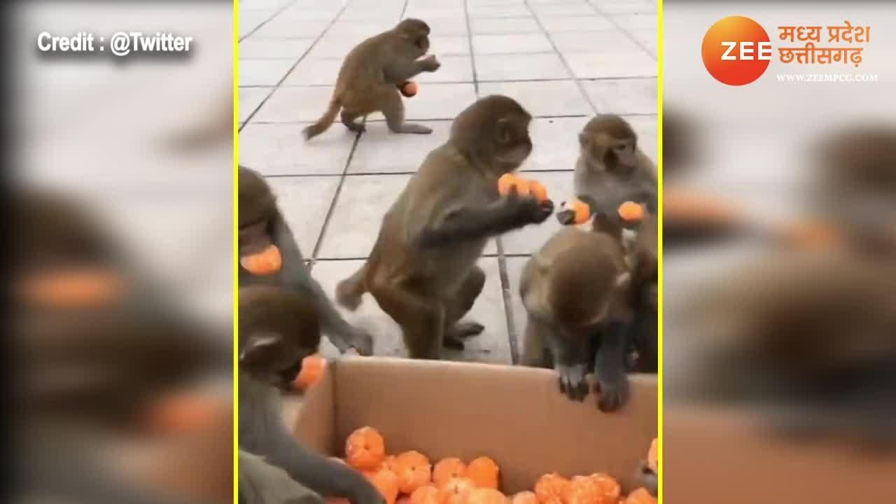 many monkeys eating oranges watch viral video brmp | यहां हुई बंदरों की ...