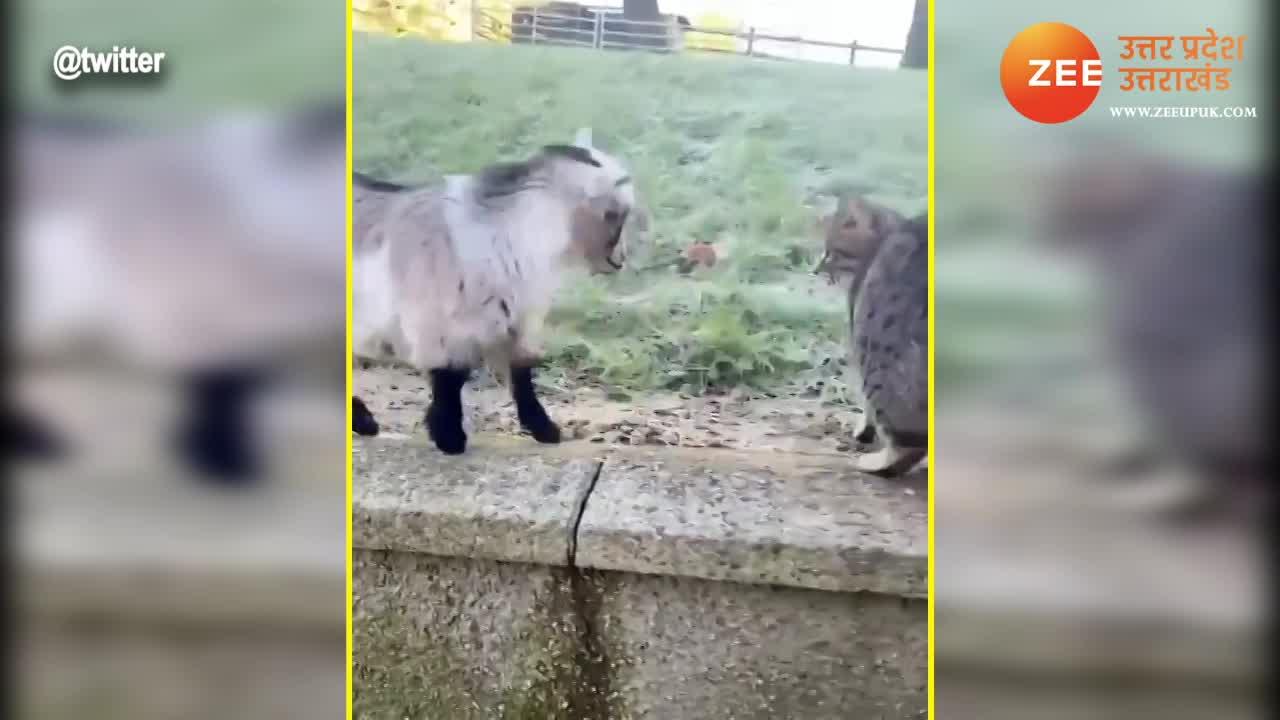 funny viral video of lamb and cat fight see how cat ran away smup ...