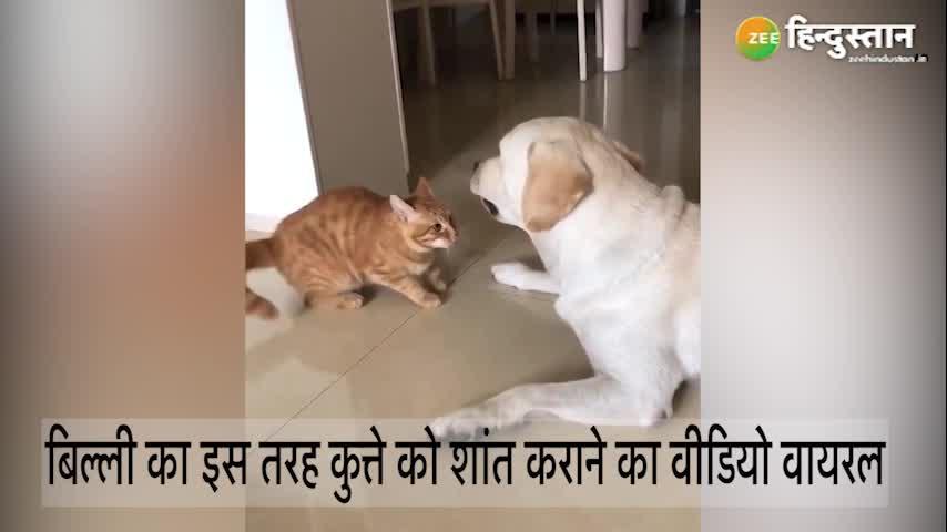 Viral Video of Cat Comforting a dog is trending on social media | Viral ...