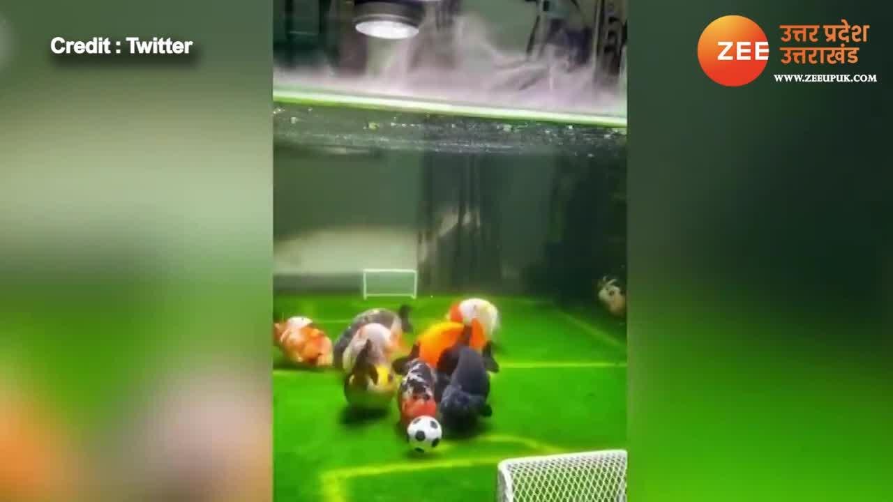Fishes Playing Mini football in Aquarium Watch this Cute Viral Video ...