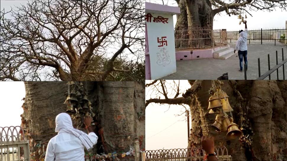 hamirpur kalpvriksh protected by up tourism department know the ...