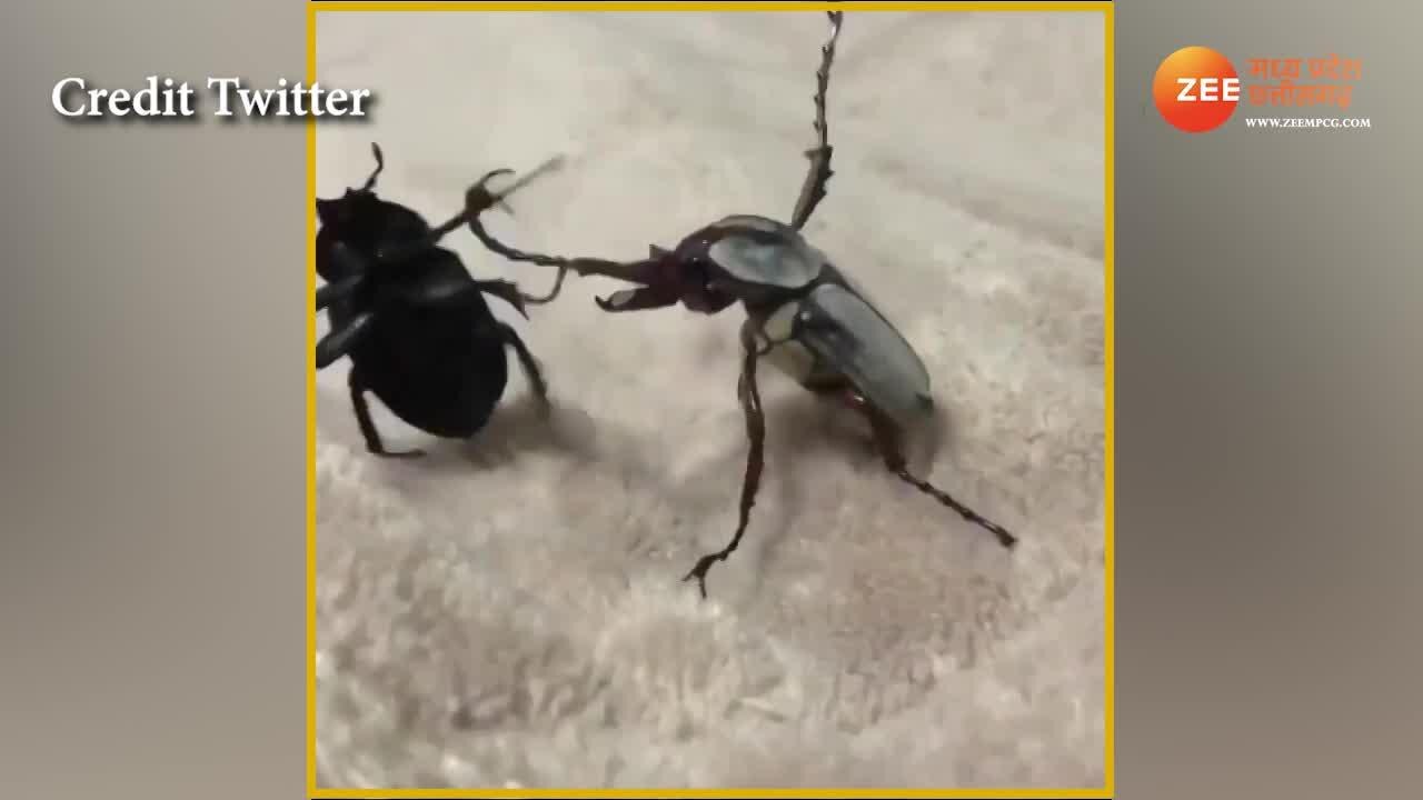 Dangerous fight between two insects watch viral video brmp | दो कीड़ों ...