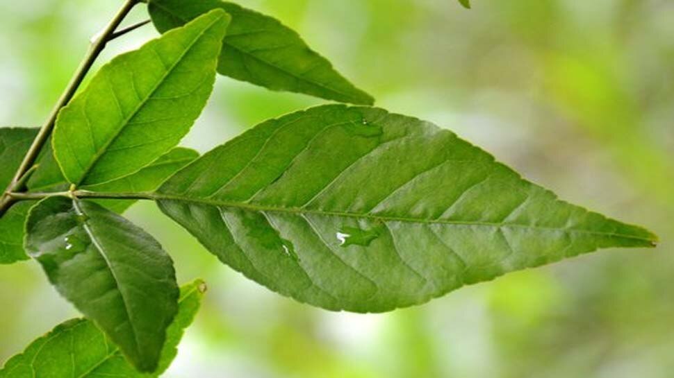 Health Tips Benefits of Bel Patra Filled with Medicinal Properties Know ...