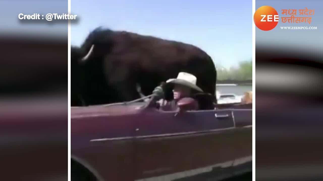 bull riding a car Video goes viral see here mpny | कार की सवारी करते ...