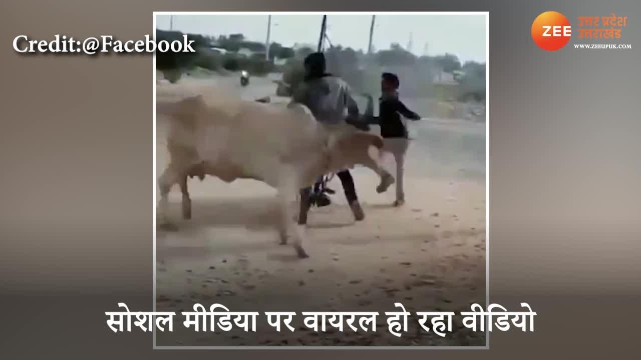 angry cow attack on two people see how ran away shocking video viral ...
